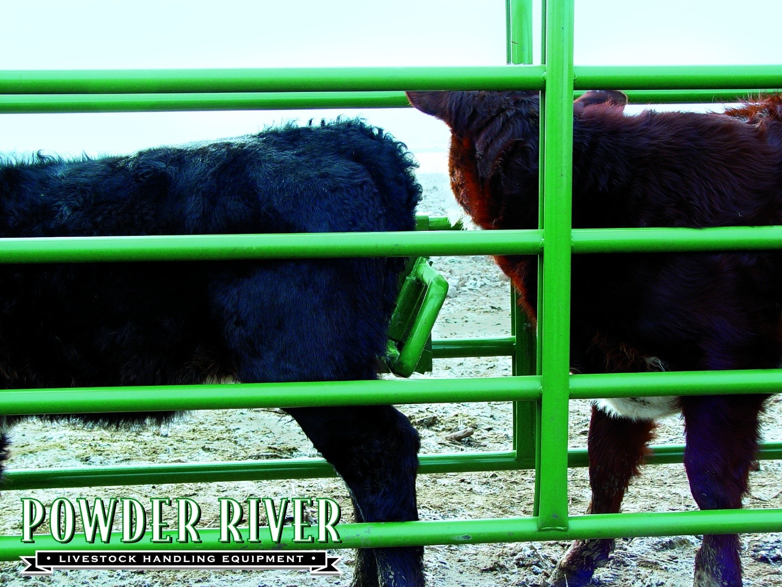 Calf Alley Stop | Products | Shipton's Big R Store