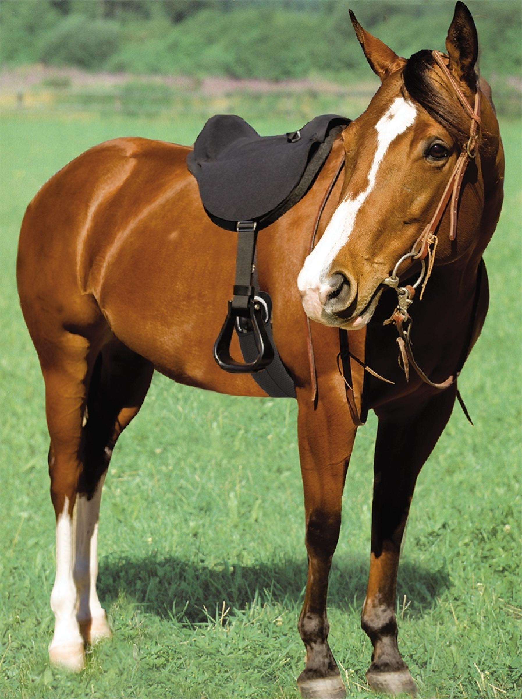 Mustang Saddle Soft Ride